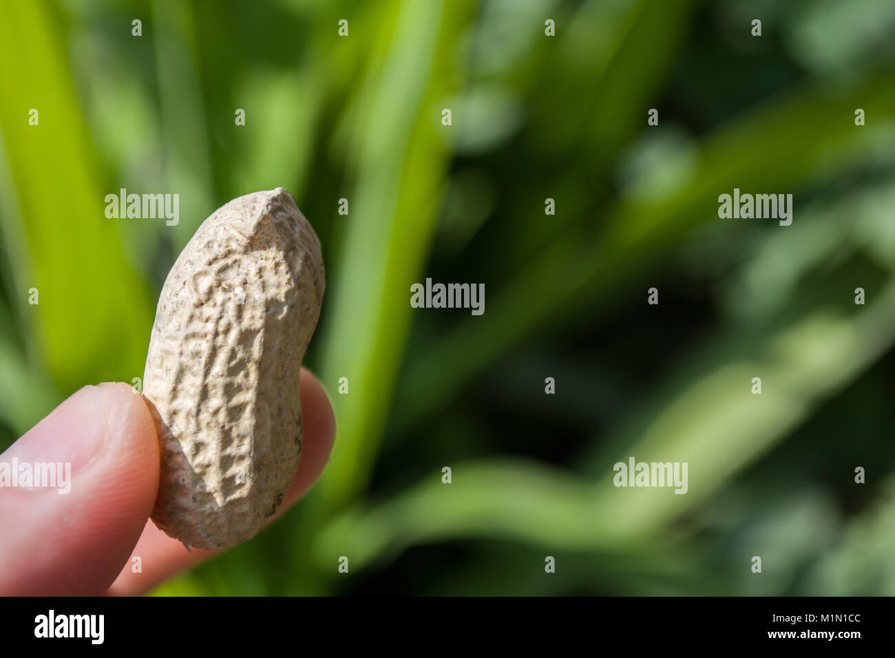 Hand holding peanut hi-res stock photography and images - Alamy
