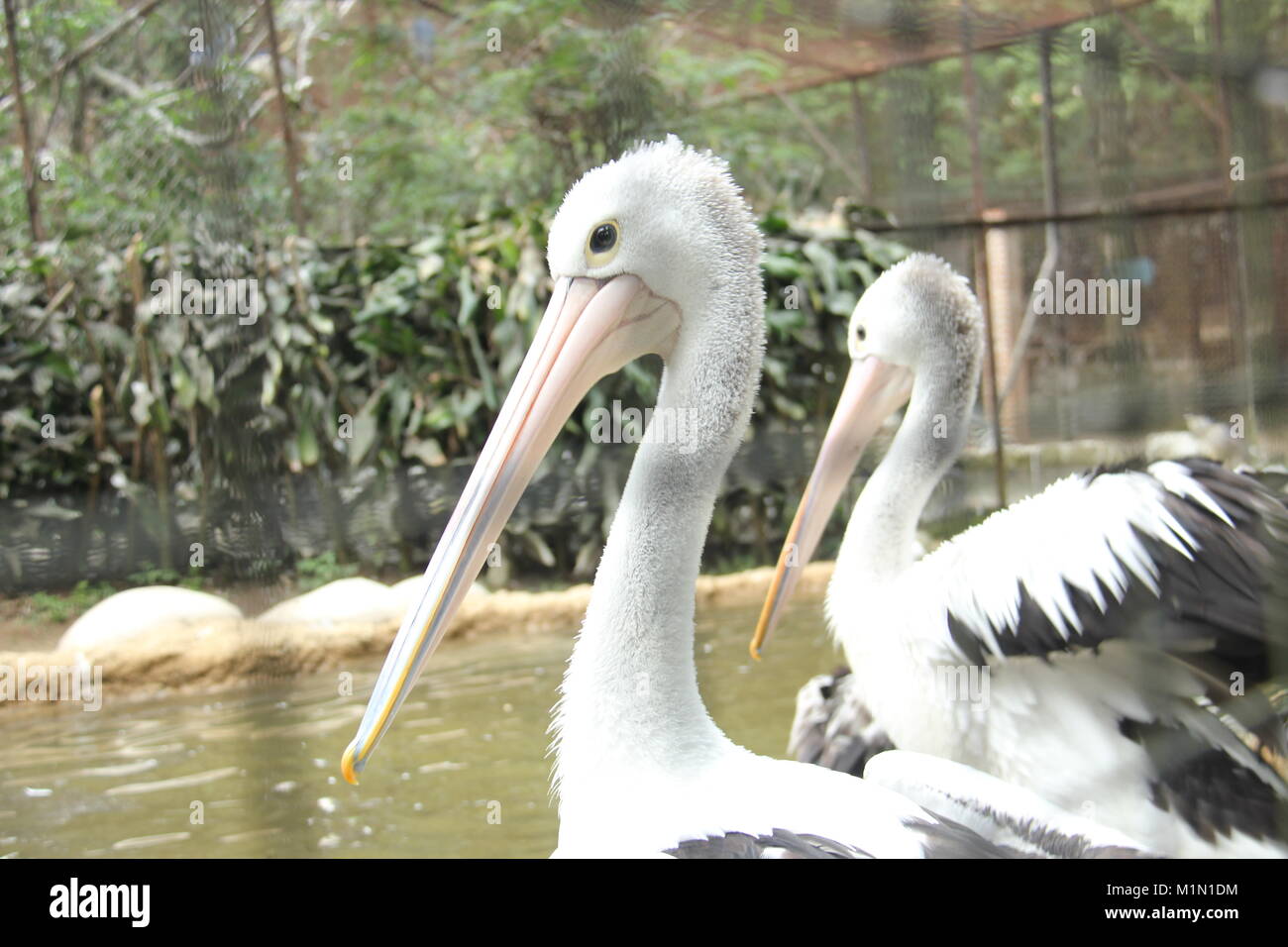 Pelicans are a genus of large water birds that makes up the family ...