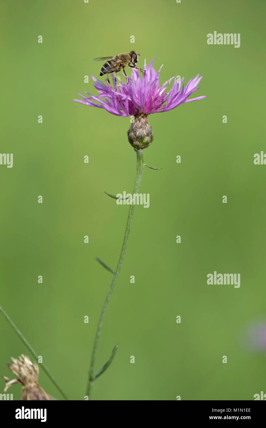 Centaurea stoebe ssp. stoebe,Rispige Flockenblume, Rheinische ...