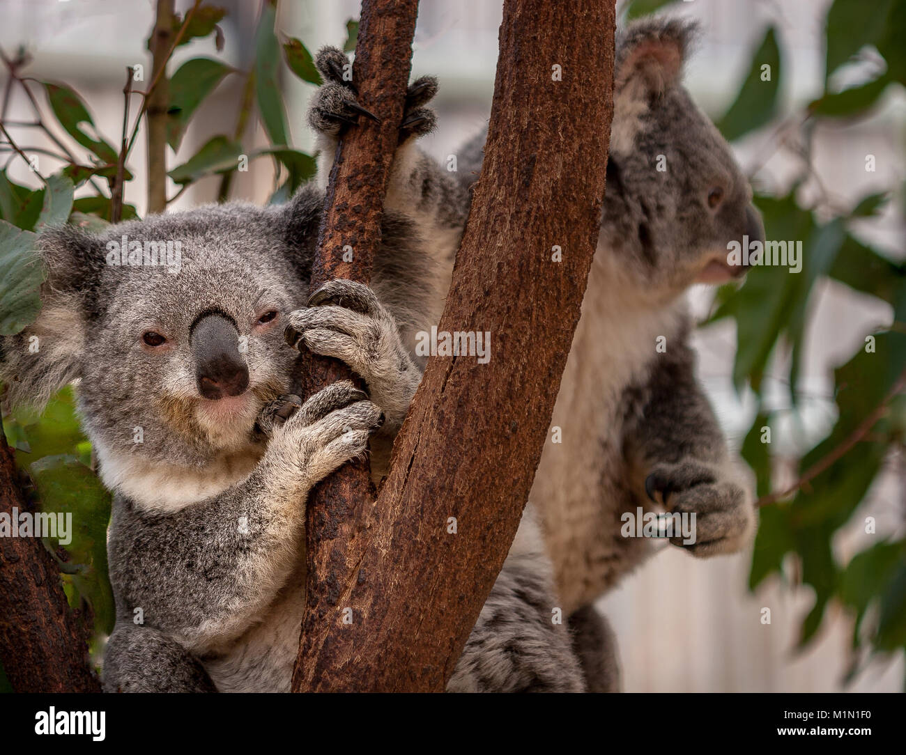 Two koalas perched in the fork of a tree - one koala is looking ...