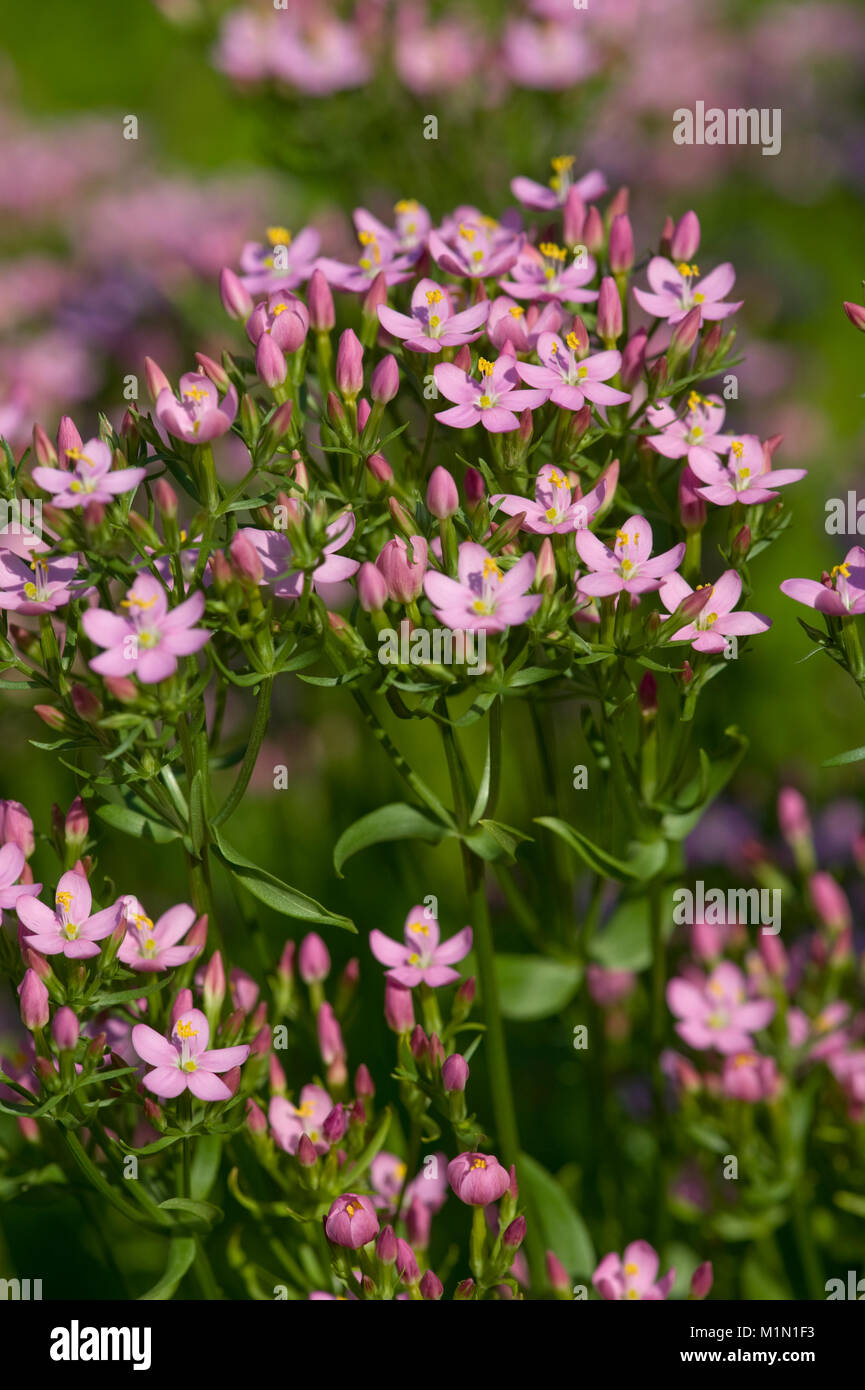 Centaurium erythraea,Echtes Tausendgueldenkraut,Common centaury ...