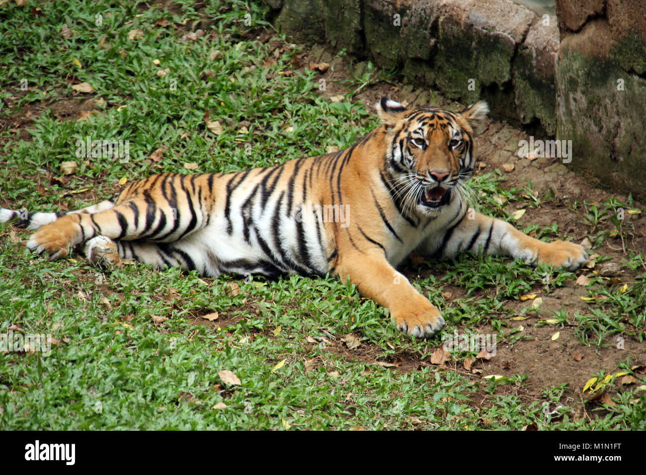 Tiger anatomy hi-res stock photography and images - Alamy
