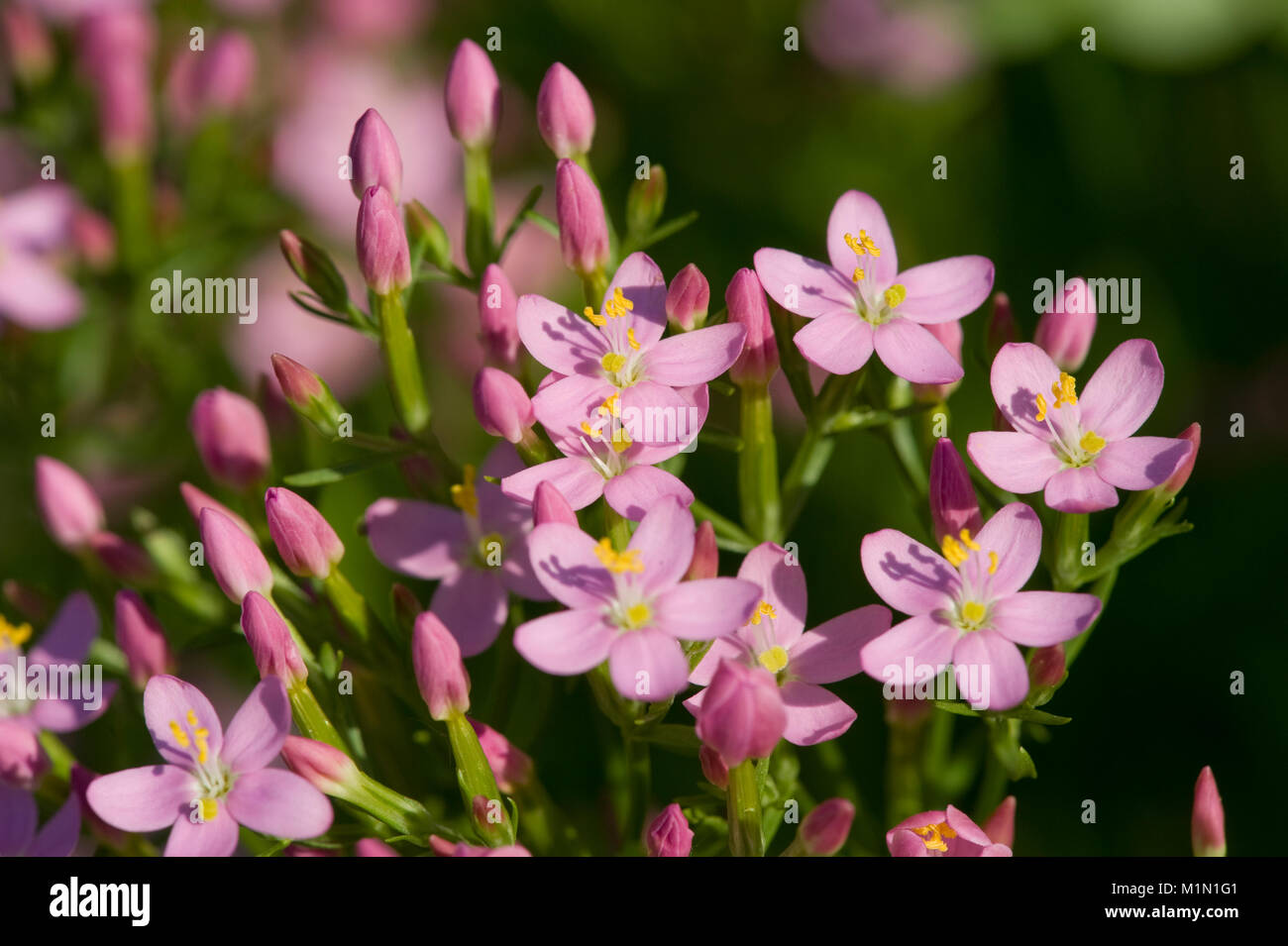 Centaurium erythraea,Echtes Tausendgueldenkraut,Common centaury ...