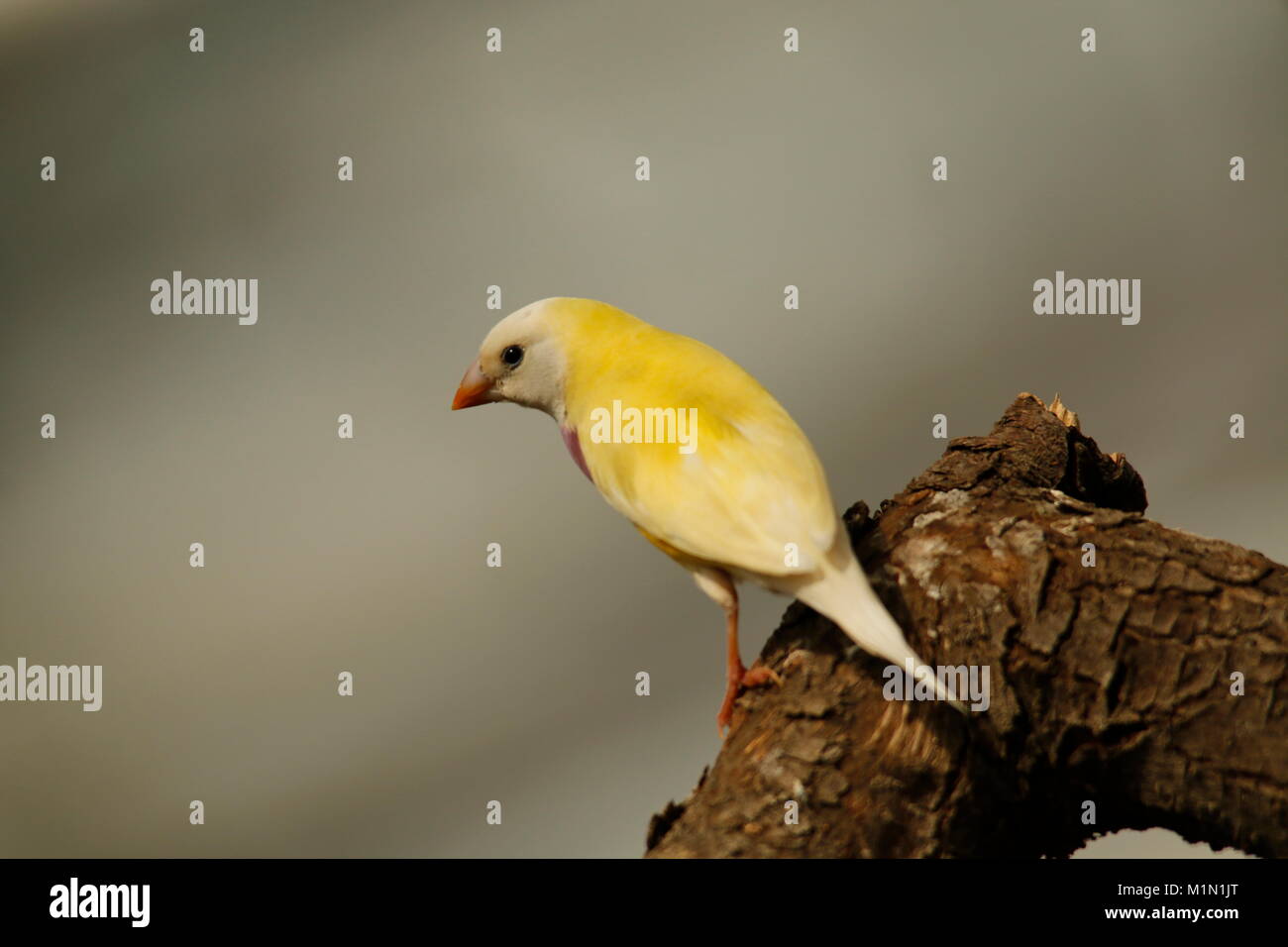 Canary Bird Stock Photos & Canary Bird Stock Images - Alamy
