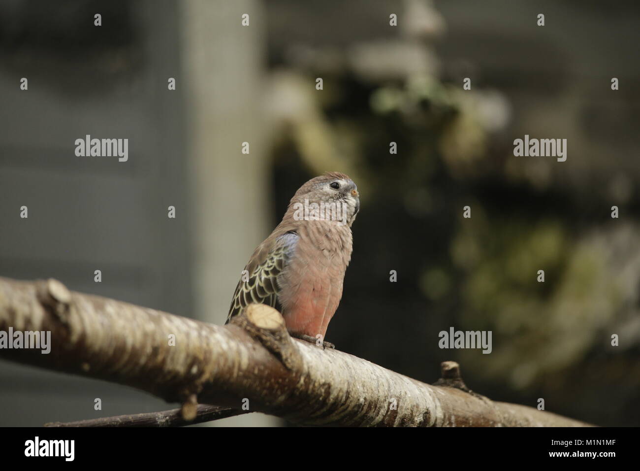 Bourke's parakeet hi-res stock photography and images - Alamy