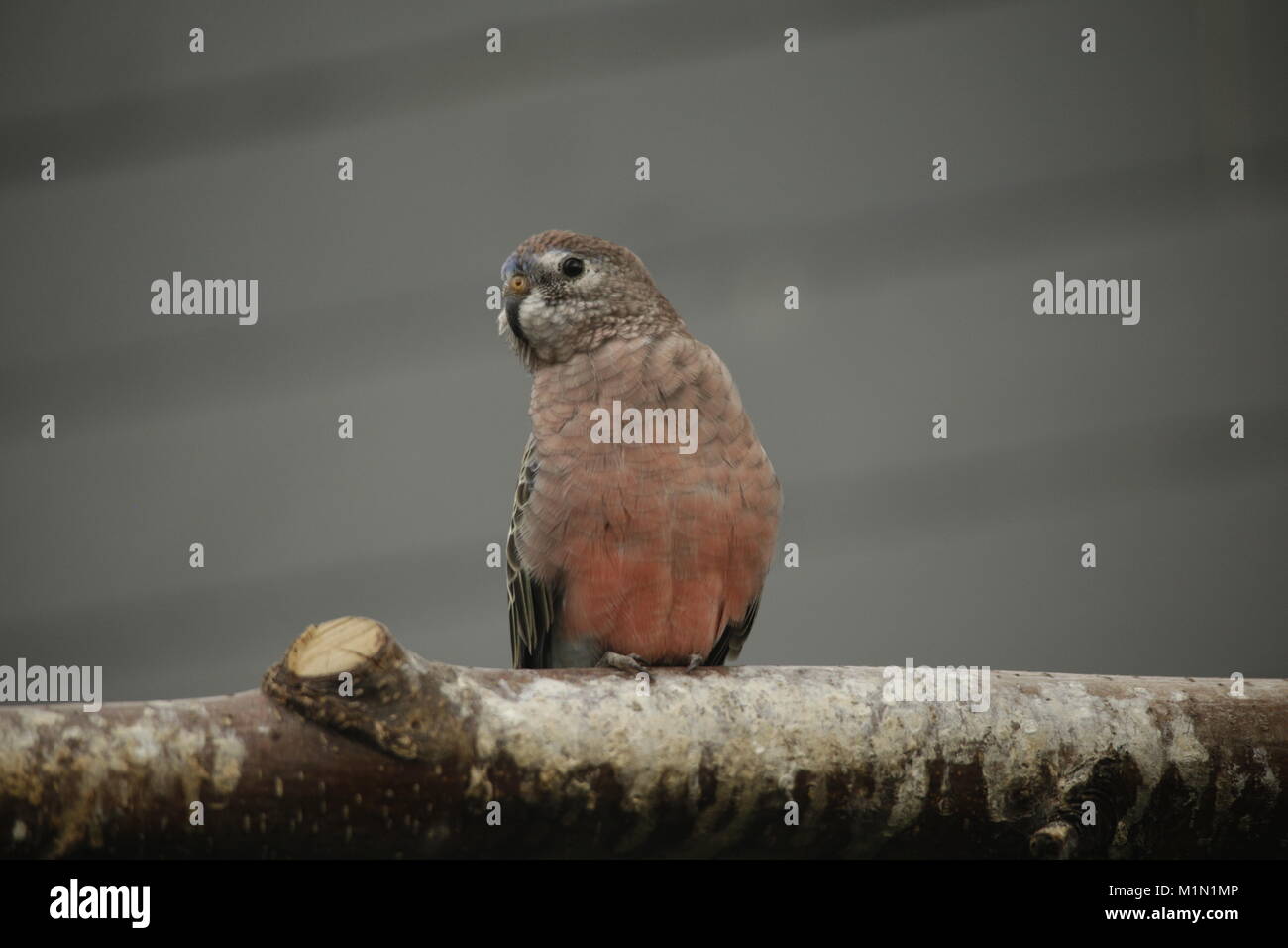 Bourkes parrot hi-res stock photography and images - Alamy