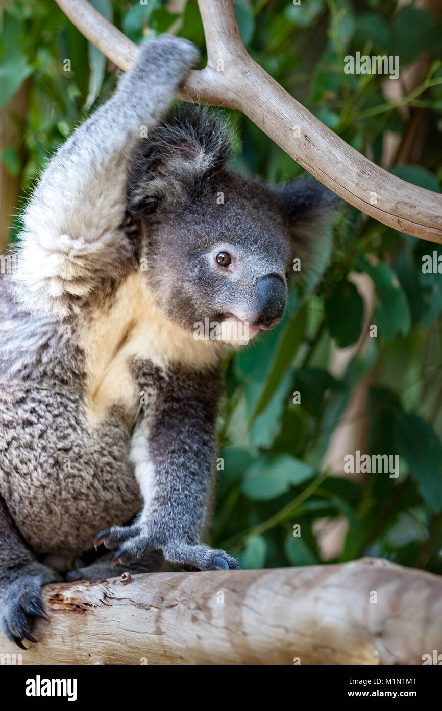 Koala sitting in tree eating hi-res stock photography and images - Alamy