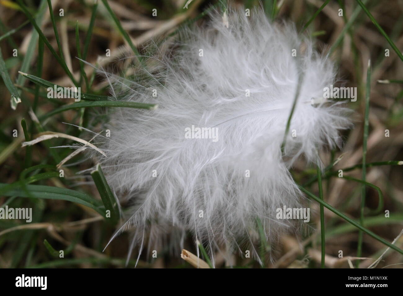 fluffy birds feather Stock Photo - Alamy