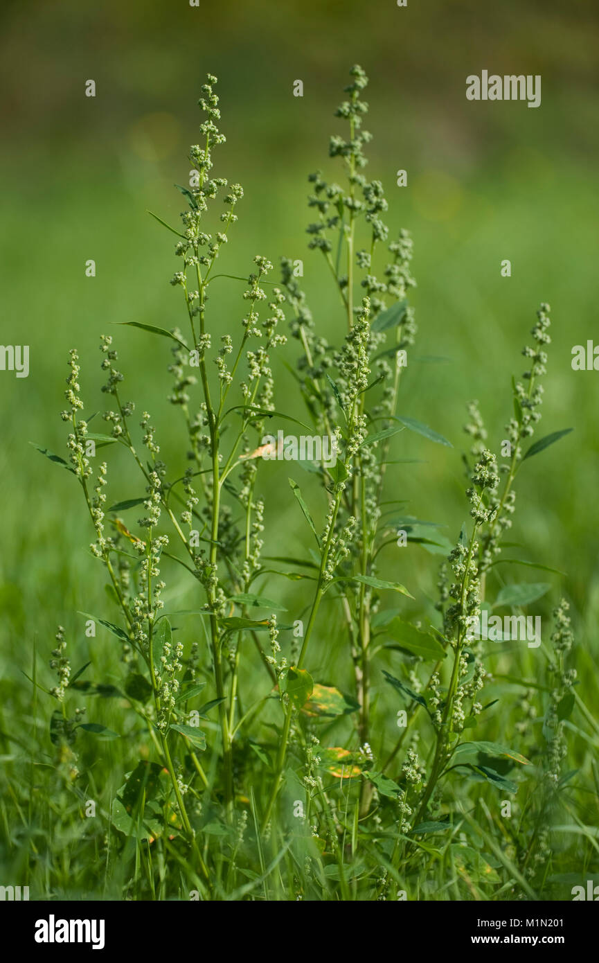 Common Lambsquarters