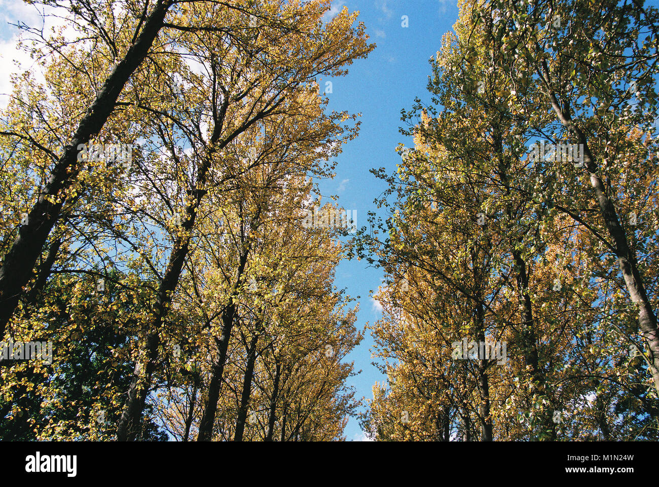 forest wood woodland trees Stock Photo - Alamy