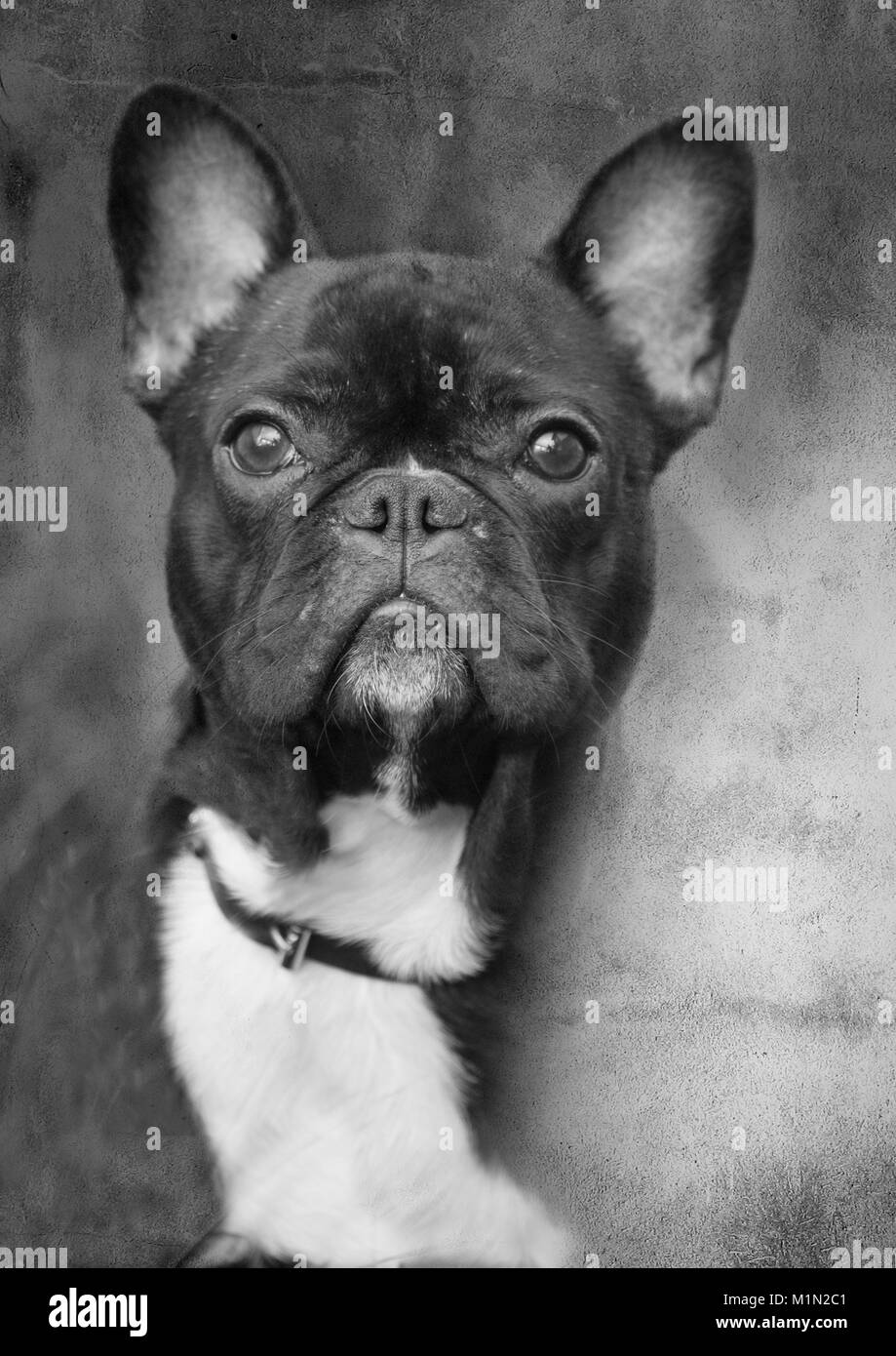 abstract black and white small dog portrait, grunge background Stock ...