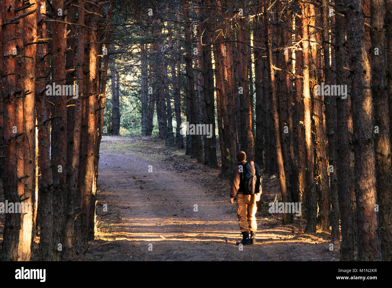 hiker walk on forest path in sunset time Stock Photo - Alamy