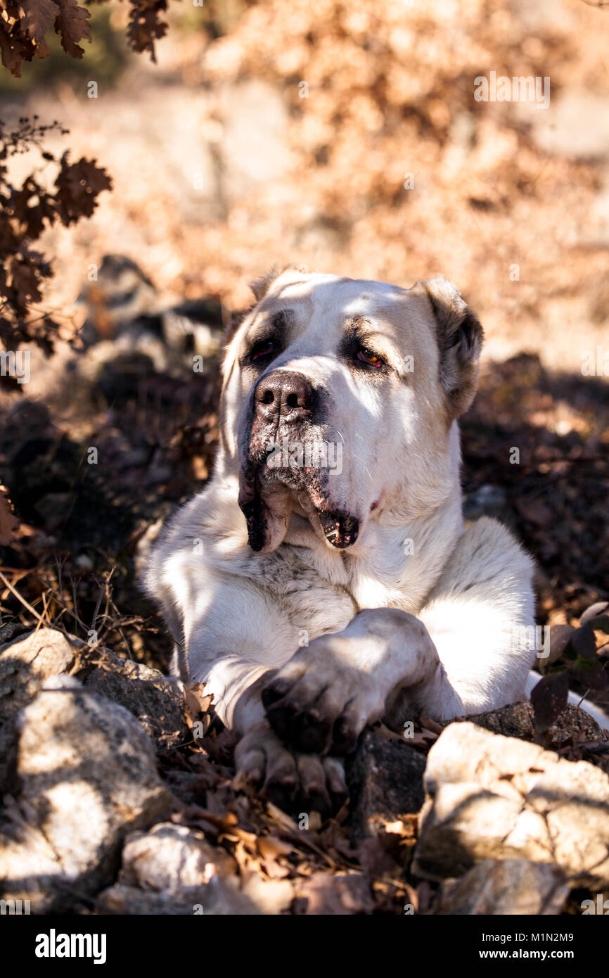portrait of big white alabai dog Stock Photo - Alamy