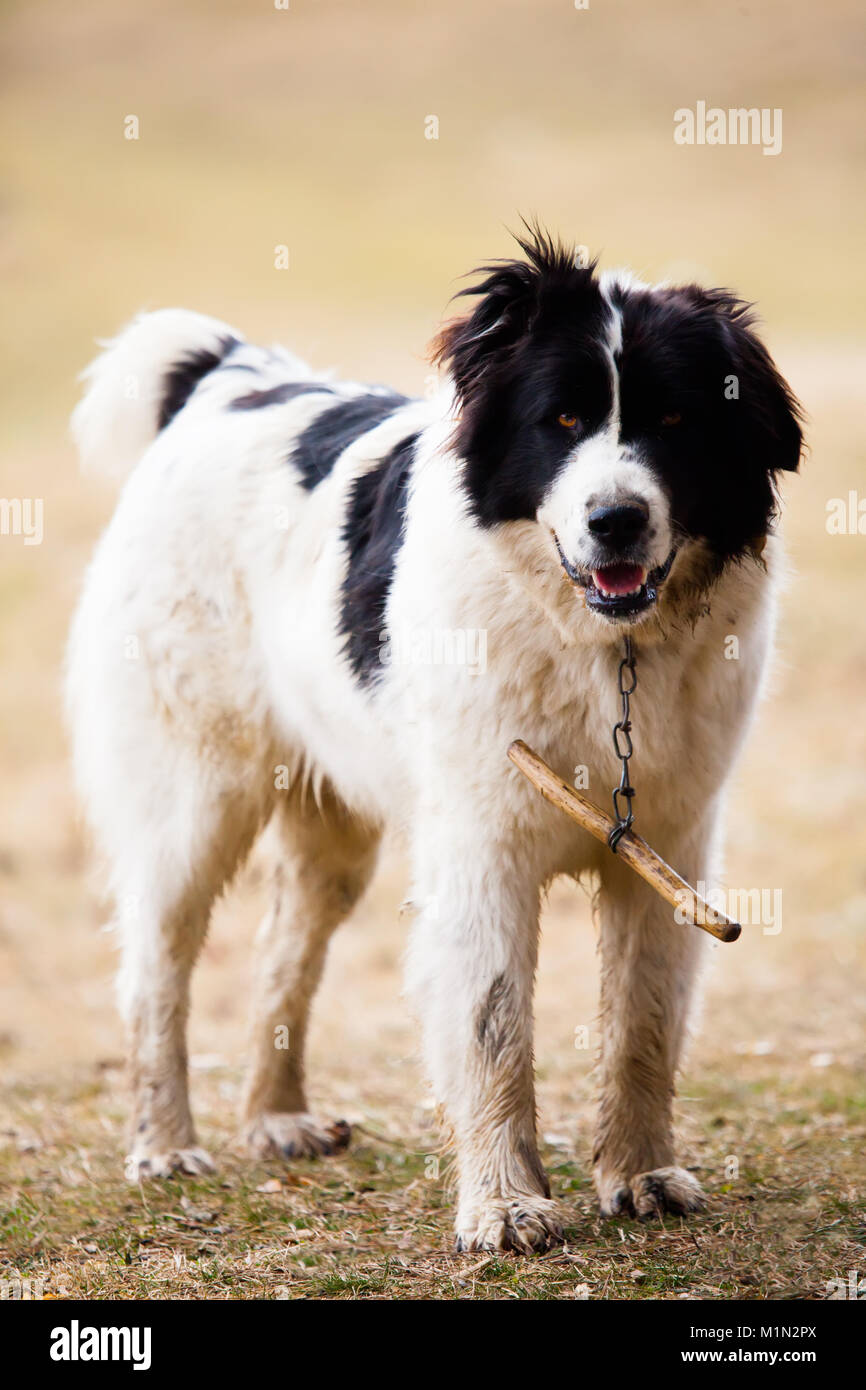 sheep bulgarian dog portrait in autumn meadows Stock Photo - Alamy