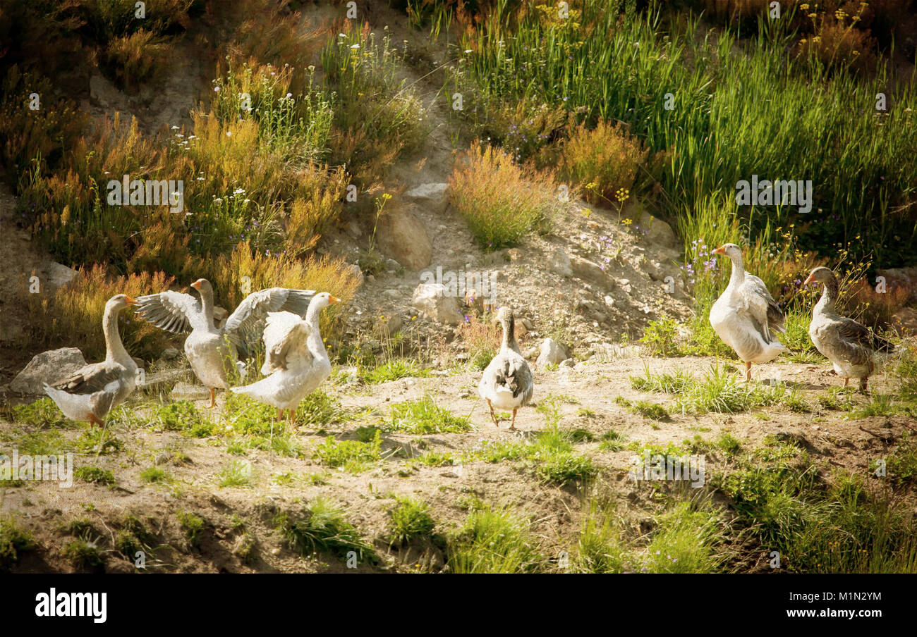 vintage farm landscape with several ducks Stock Photo - Alamy