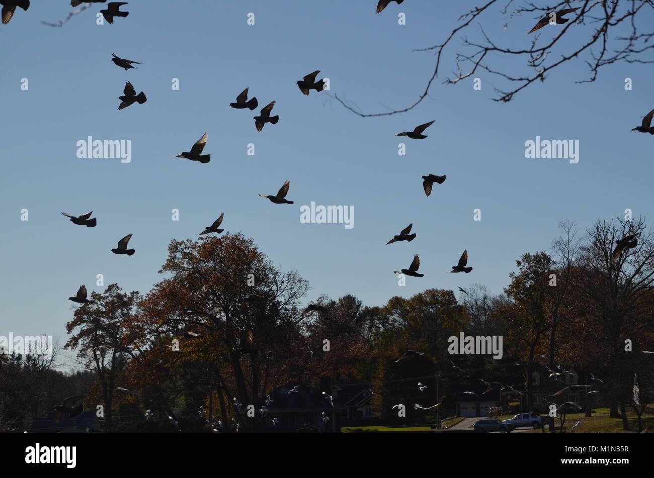 A flock of birds in flight Stock Photo - Alamy