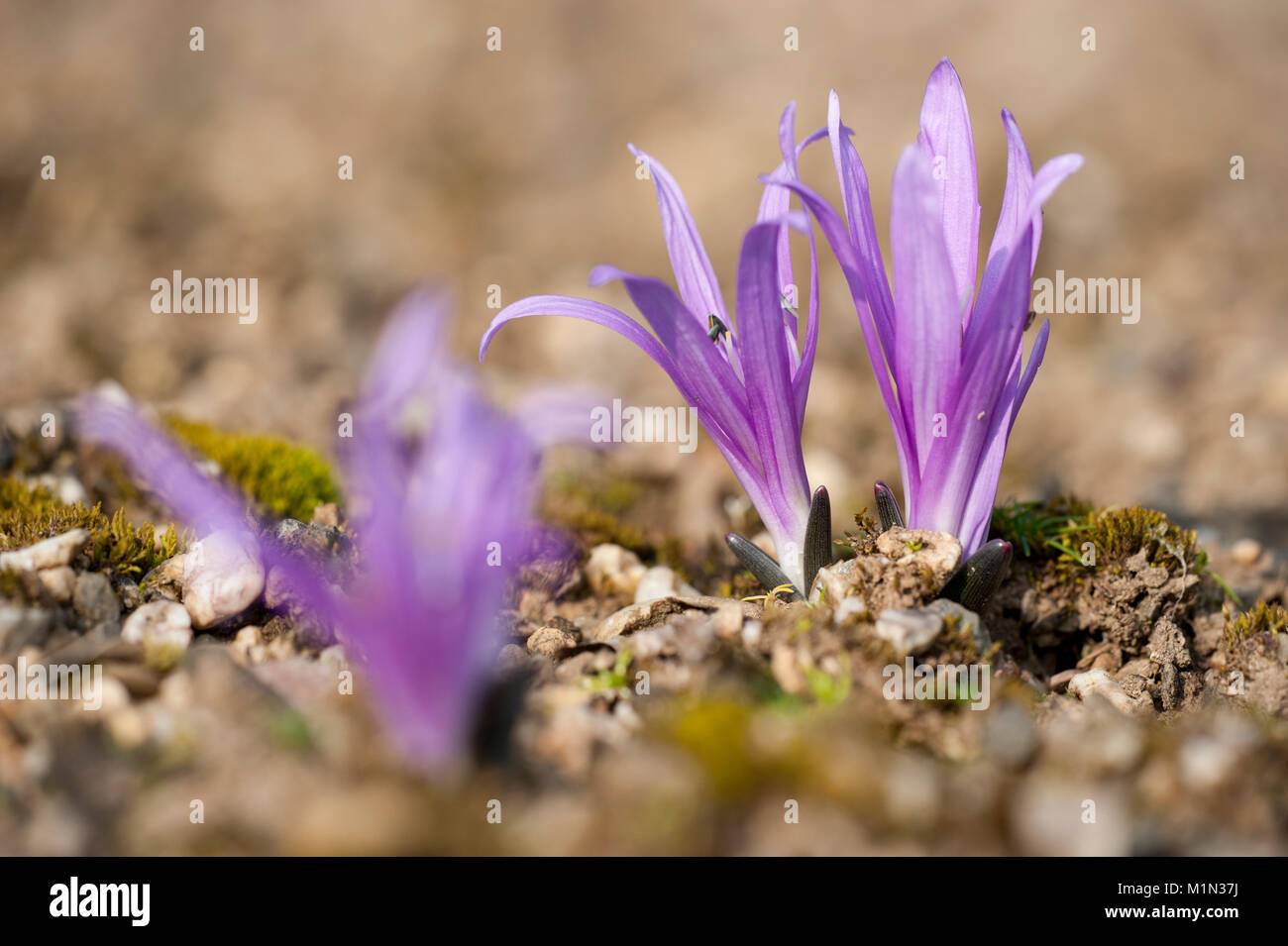 Colchicum bulbocodium,Fruehlingslichtblume,Spring Meadow Saffron Stock ...