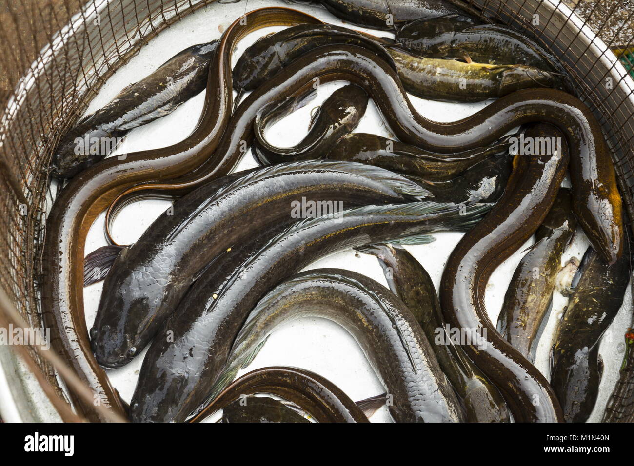 Vietnamese eel baskets hi-res stock photography and images - Alamy