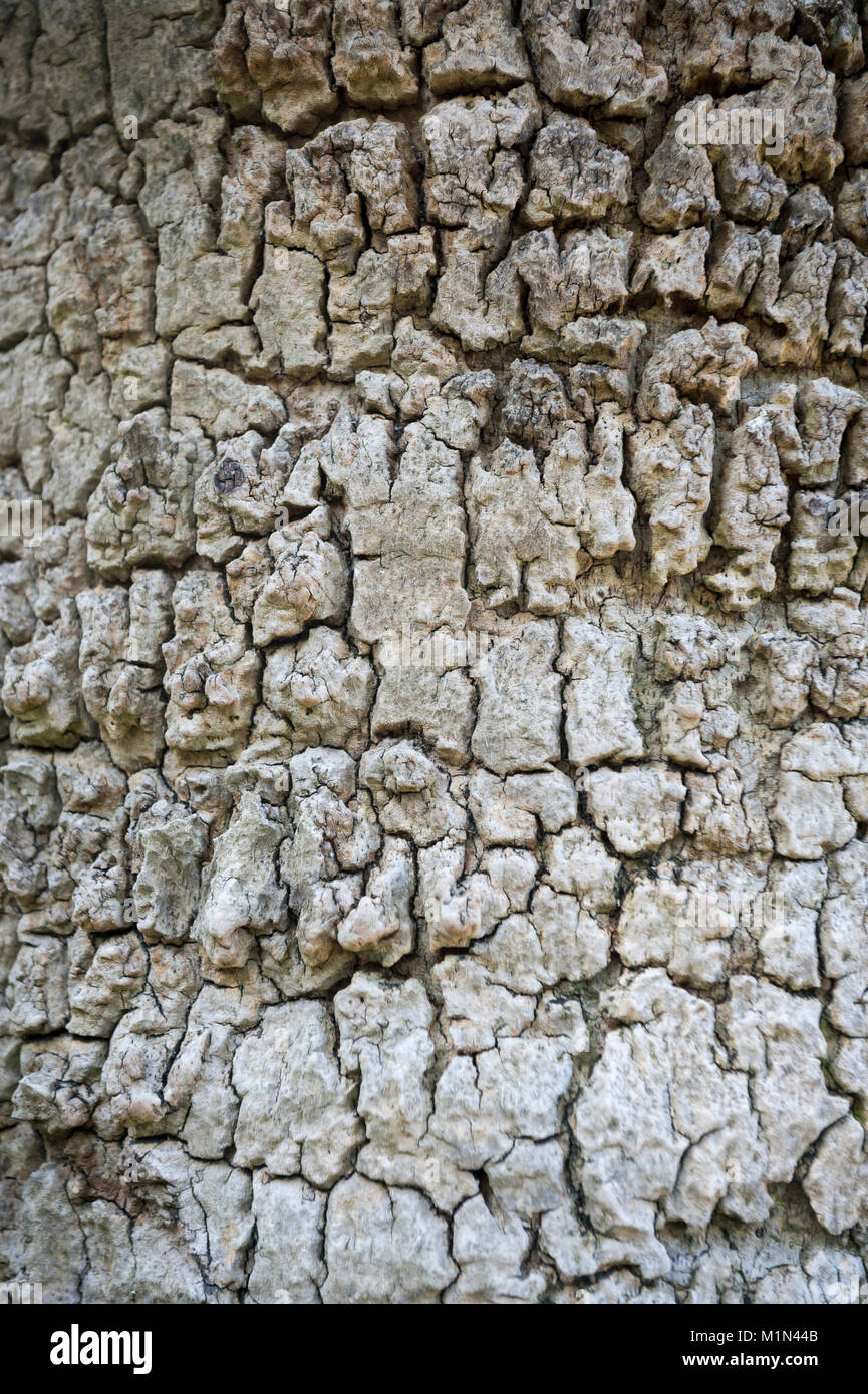 Cracks and crevices hi-res stock photography and images - Alamy
