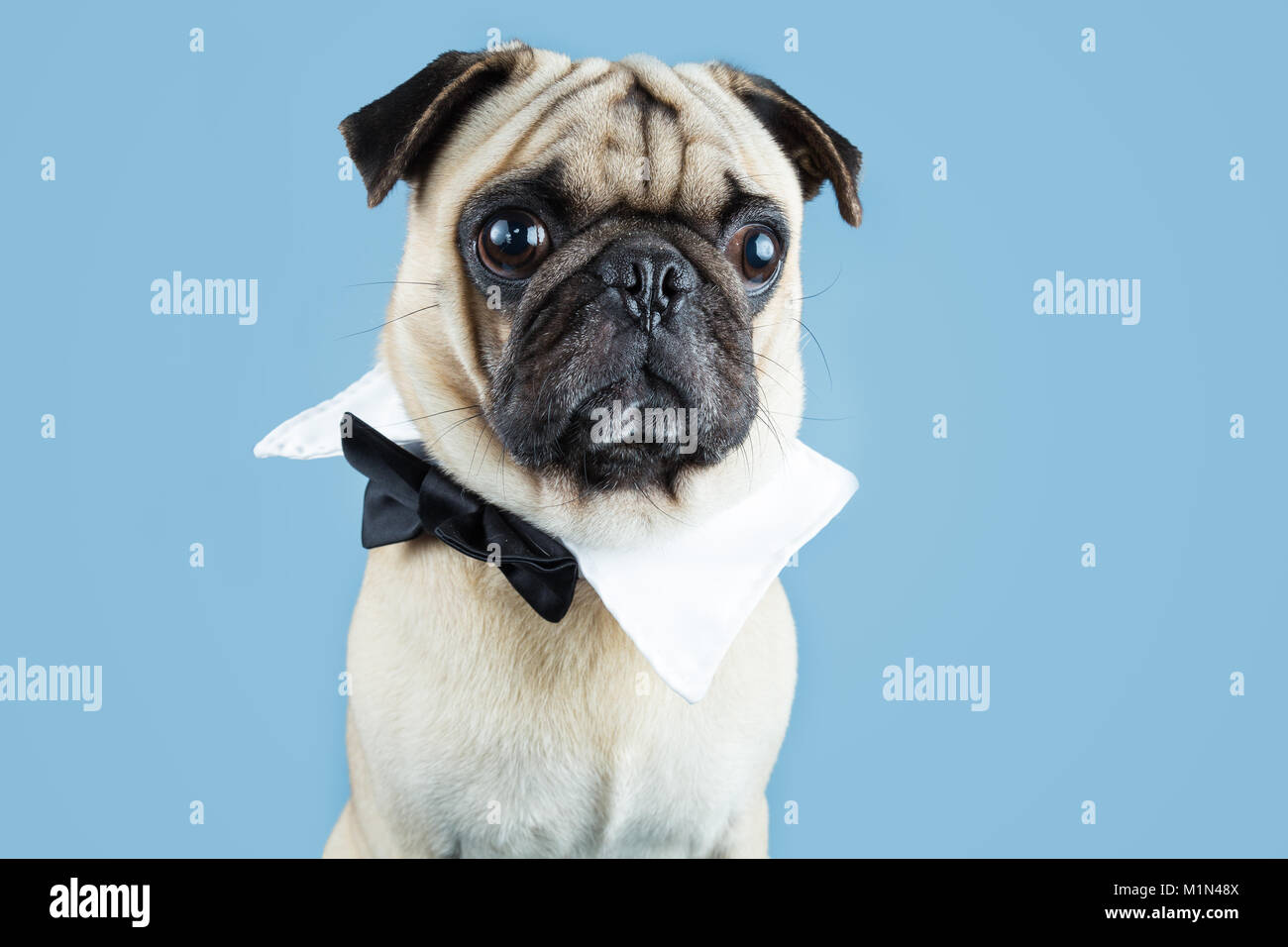 A cute fawn pug wearing a bow tie as a collar with a blue background ...