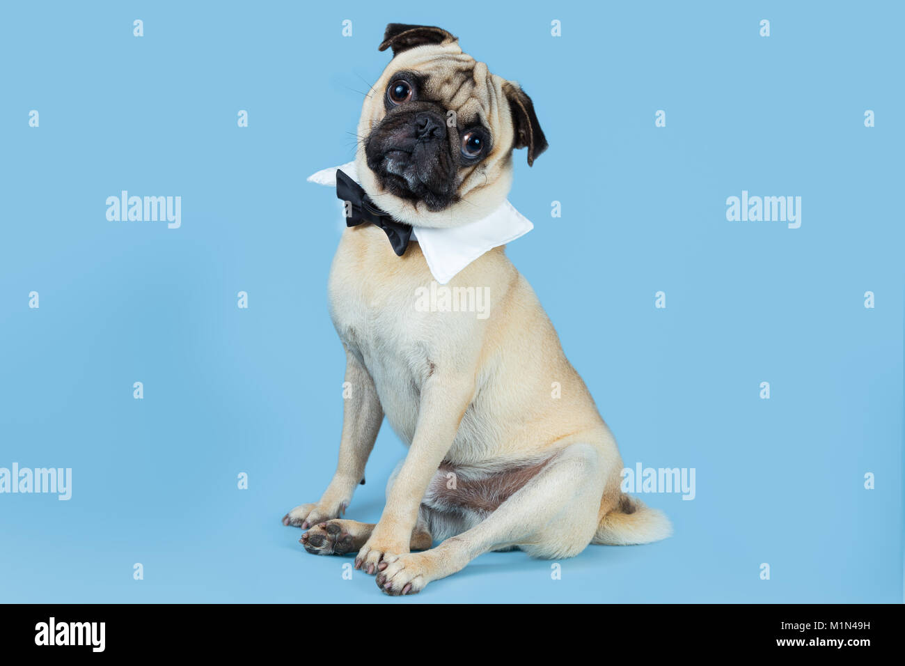 A cute fawn pug wearing a bow tie as a collar with a blue background ...