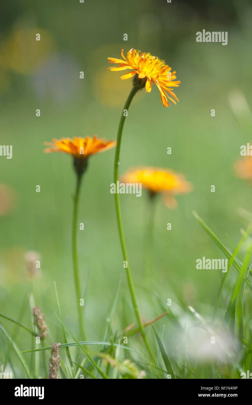 Crepis aurea,Gold-Pippau,Golden Hawk's Beard Stock Photo - Alamy