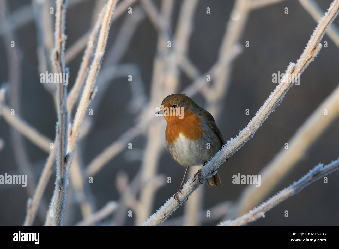 Robin frost hi-res stock photography and images - Alamy