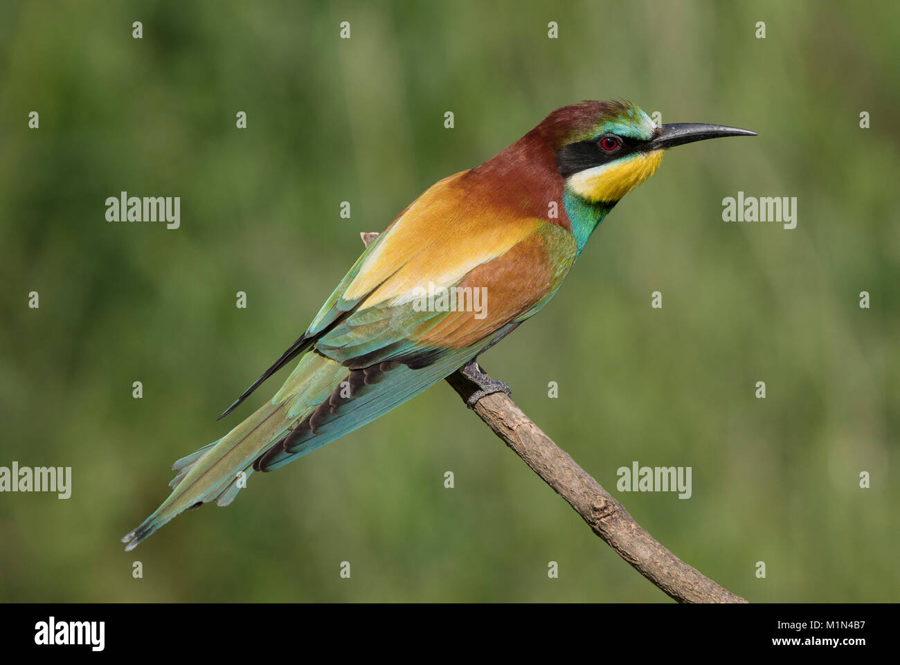 European bee-eater profile shot - feather detail Stock Photo - Alamy