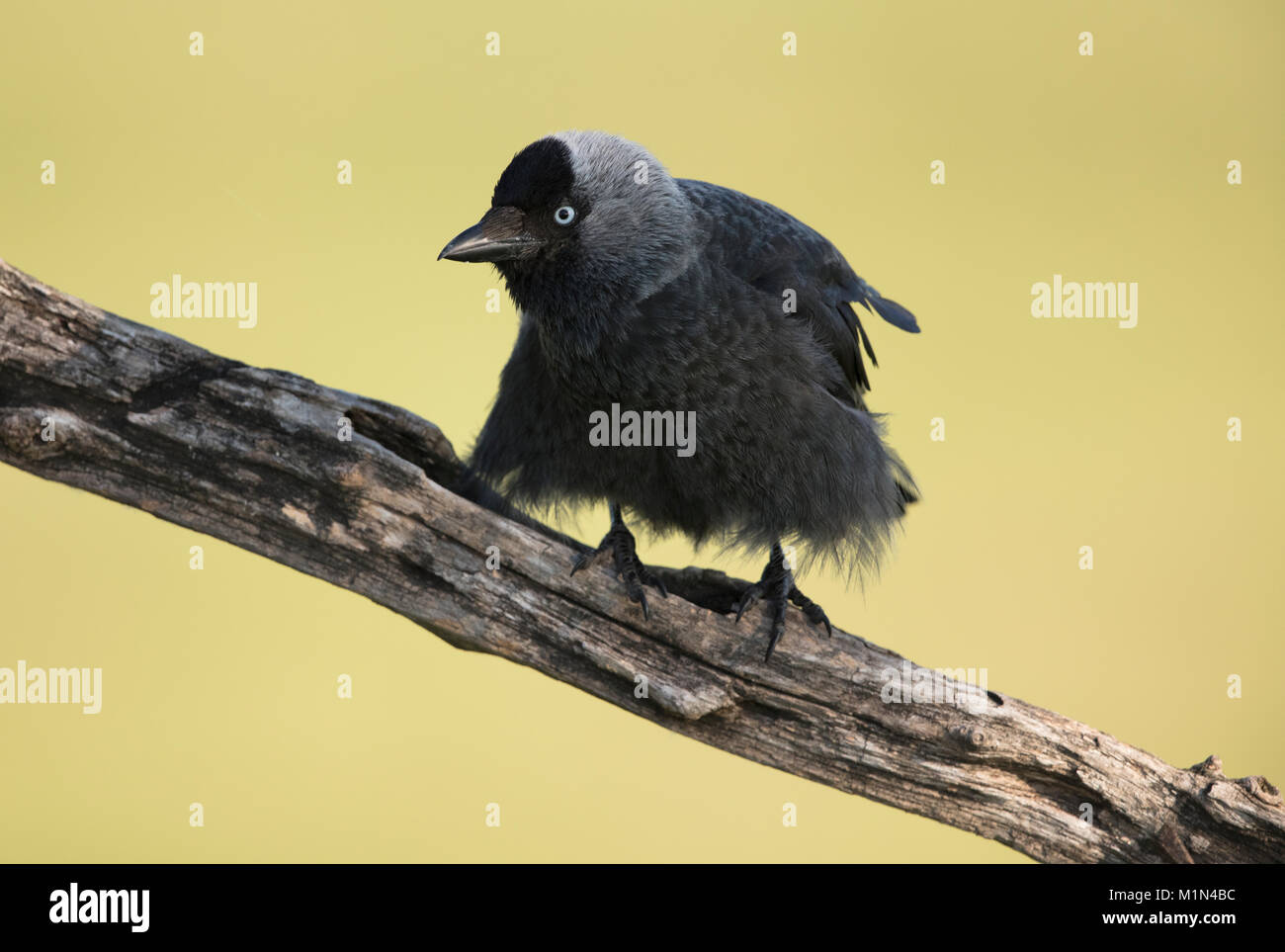 Fluffed hi-res stock photography and images - Alamy