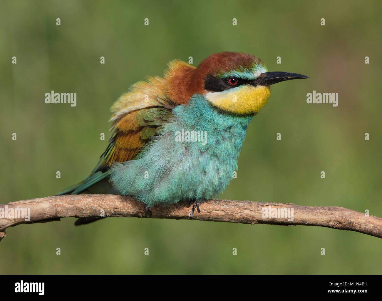 European bee-eater profile shot - feather detail Stock Photo - Alamy