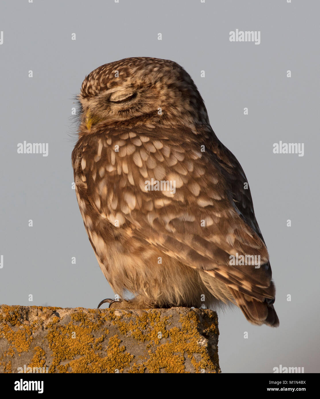 Sleeping little owl hi-res stock photography and images - Alamy