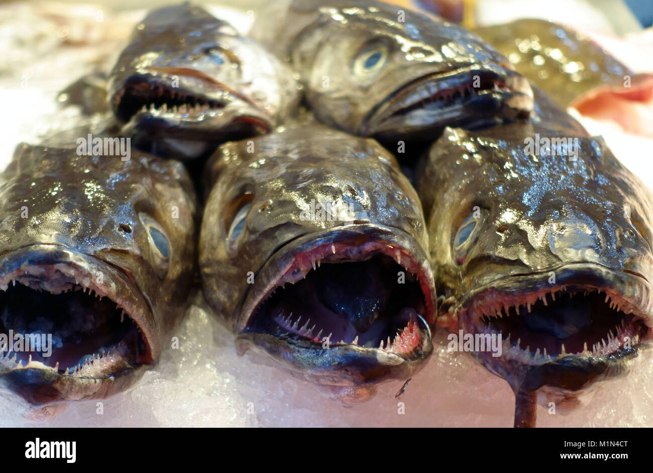 Cherne negra (black wreckfish) on sale in market in Tenerife, Canary ...