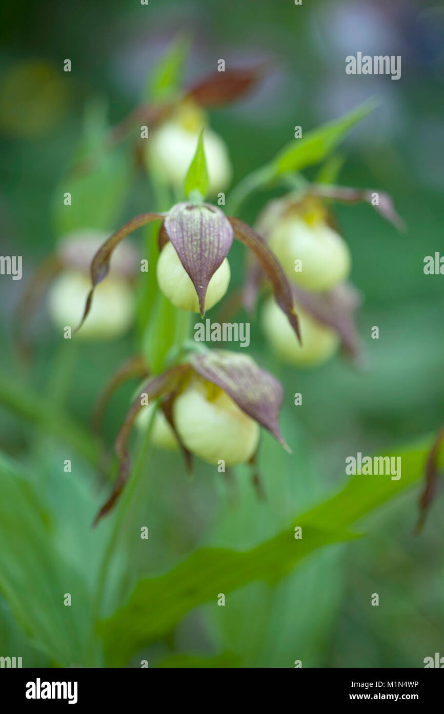 Cypripedium Memoriam Shawna Austin,Frauenschuh,Lady's Slipper Stock ...