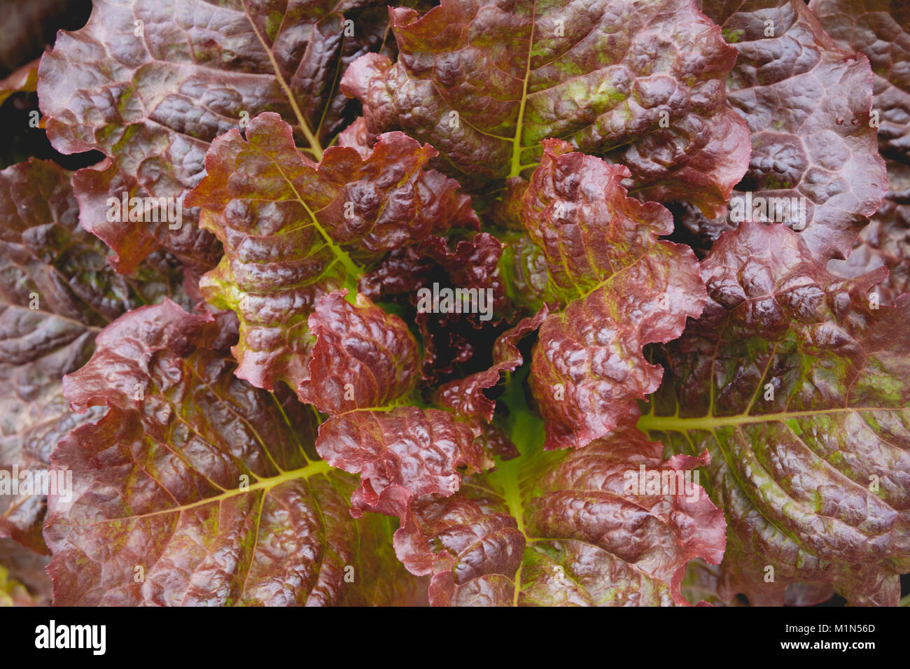 Close up of raw fresh red vegetable texture and background Stock Photo ...