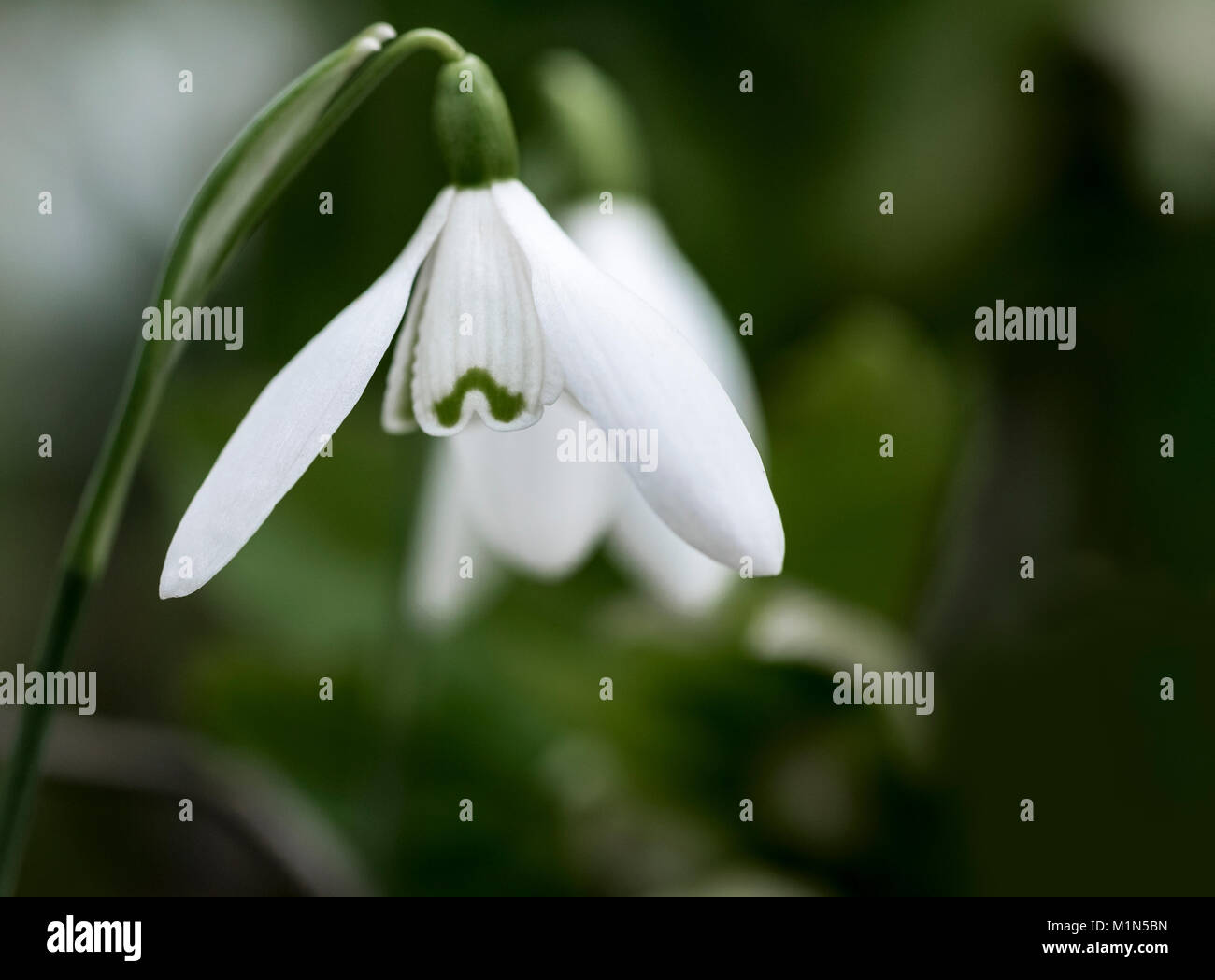 Galanthus nivalis, common snowdrop. Snowdrops winter/spring flowers ...