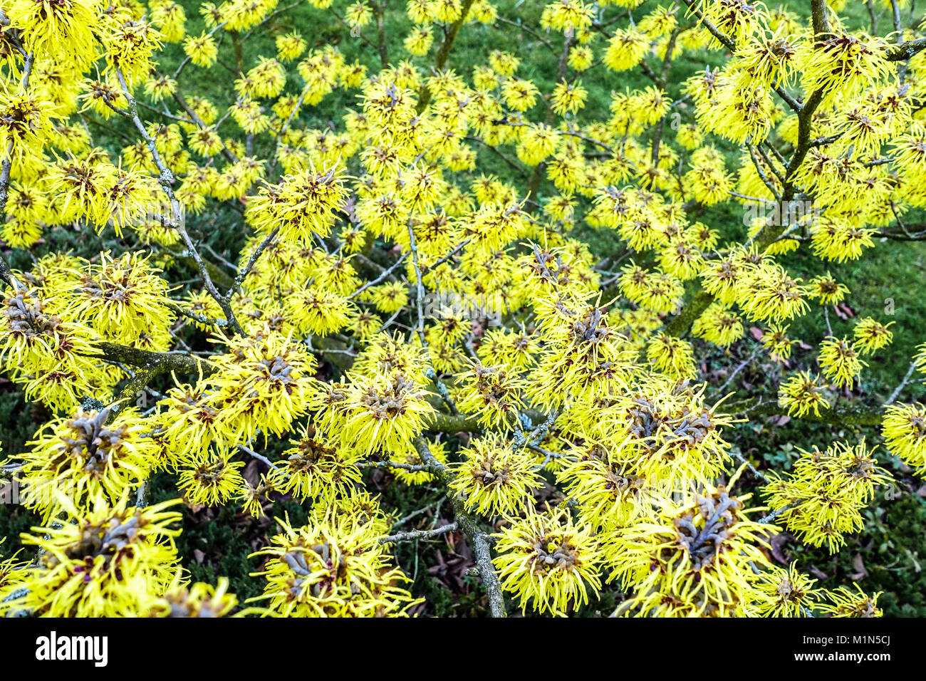 Witch hazel "Pallida" flowers in winter, Hamamelis intermedia garden ...