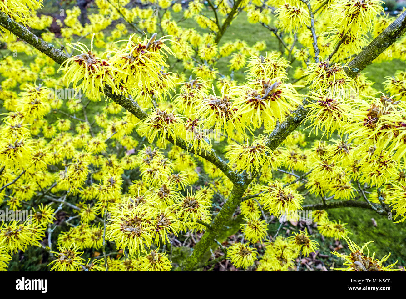 Hamamelis x intermedia Pallida Witch hazel tree flowers Stock Photo - Alamy