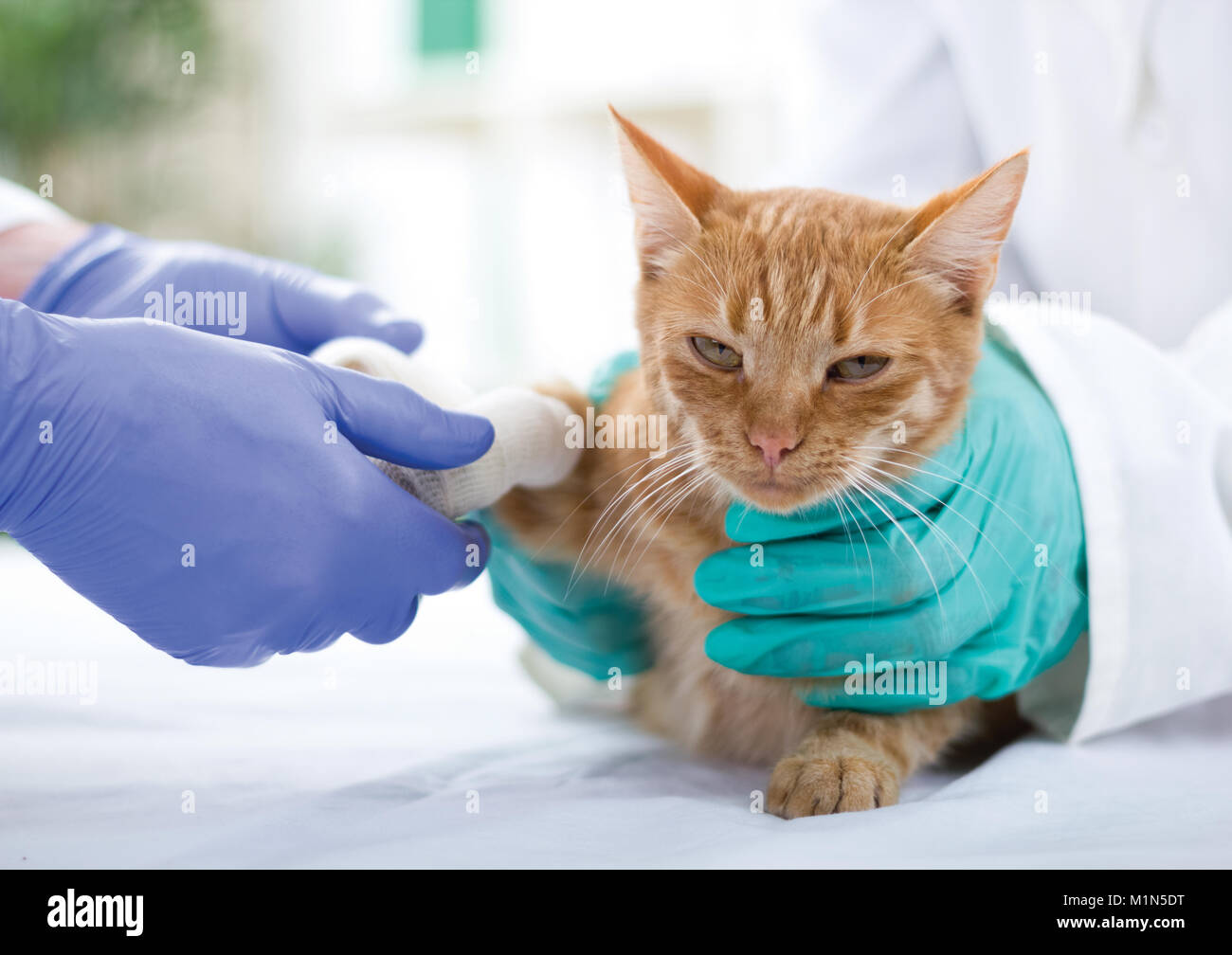 Cat broken leg hi-res stock photography and images - Alamy
