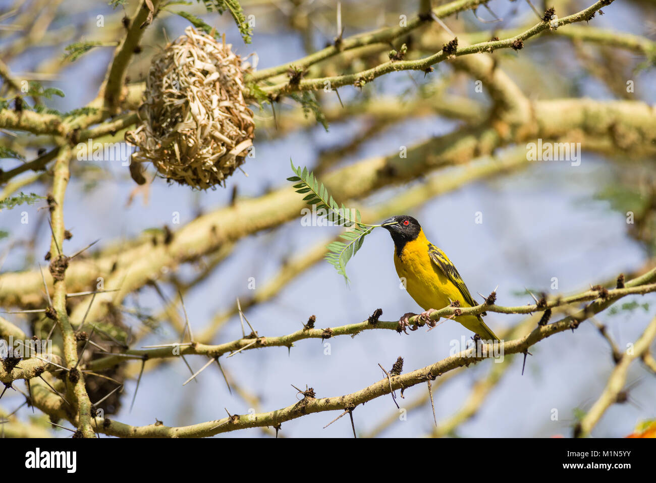 Black-headed Weaver or Village Weaver bird (Ploceus cucullatus paroptus ...