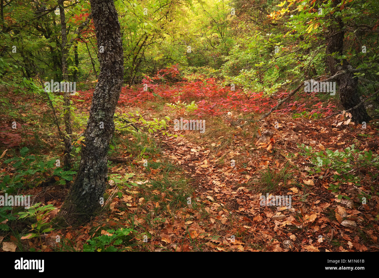 Deep ecology hi-res stock photography and images - Alamy