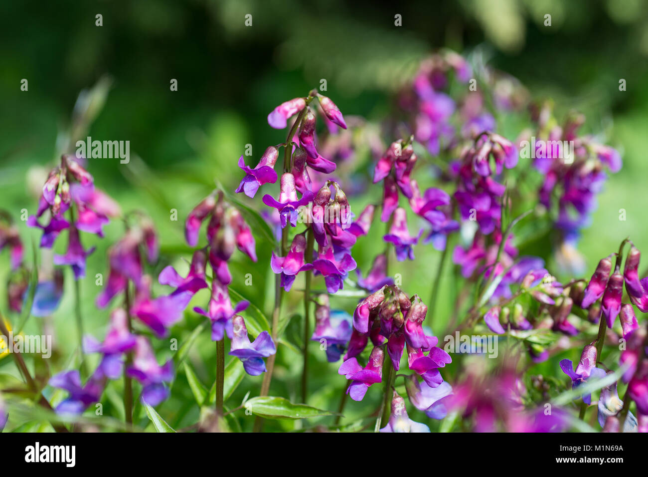 Flowers Lathyrus vernus Stock Photo - Alamy