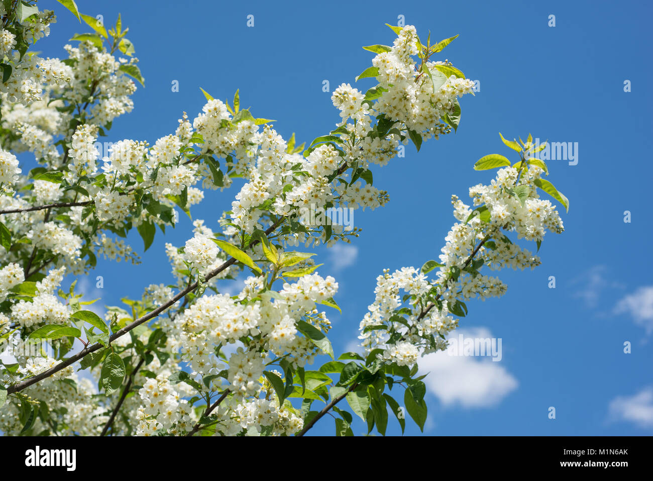Bird cherry tree blooms in spring Stock Photo - Alamy