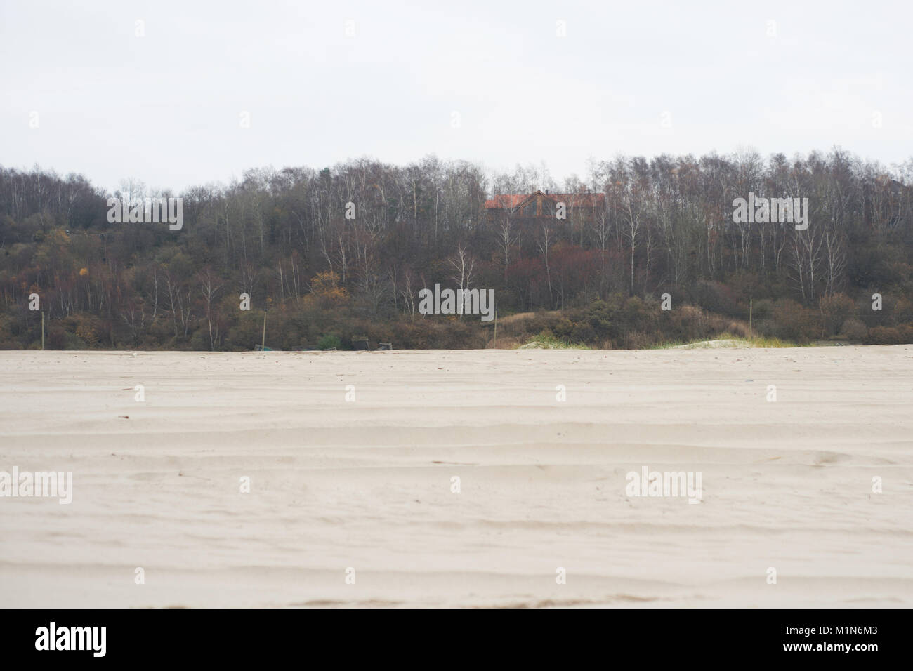 Coastal strip of the forest in autumn Stock Photo - Alamy