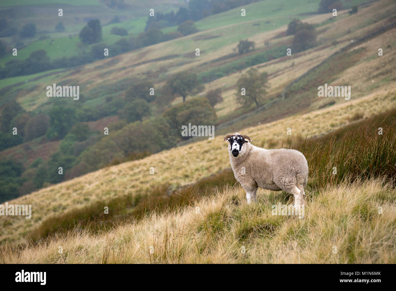 Lone sheep in the hills above Snake Pass in the Peak District ...