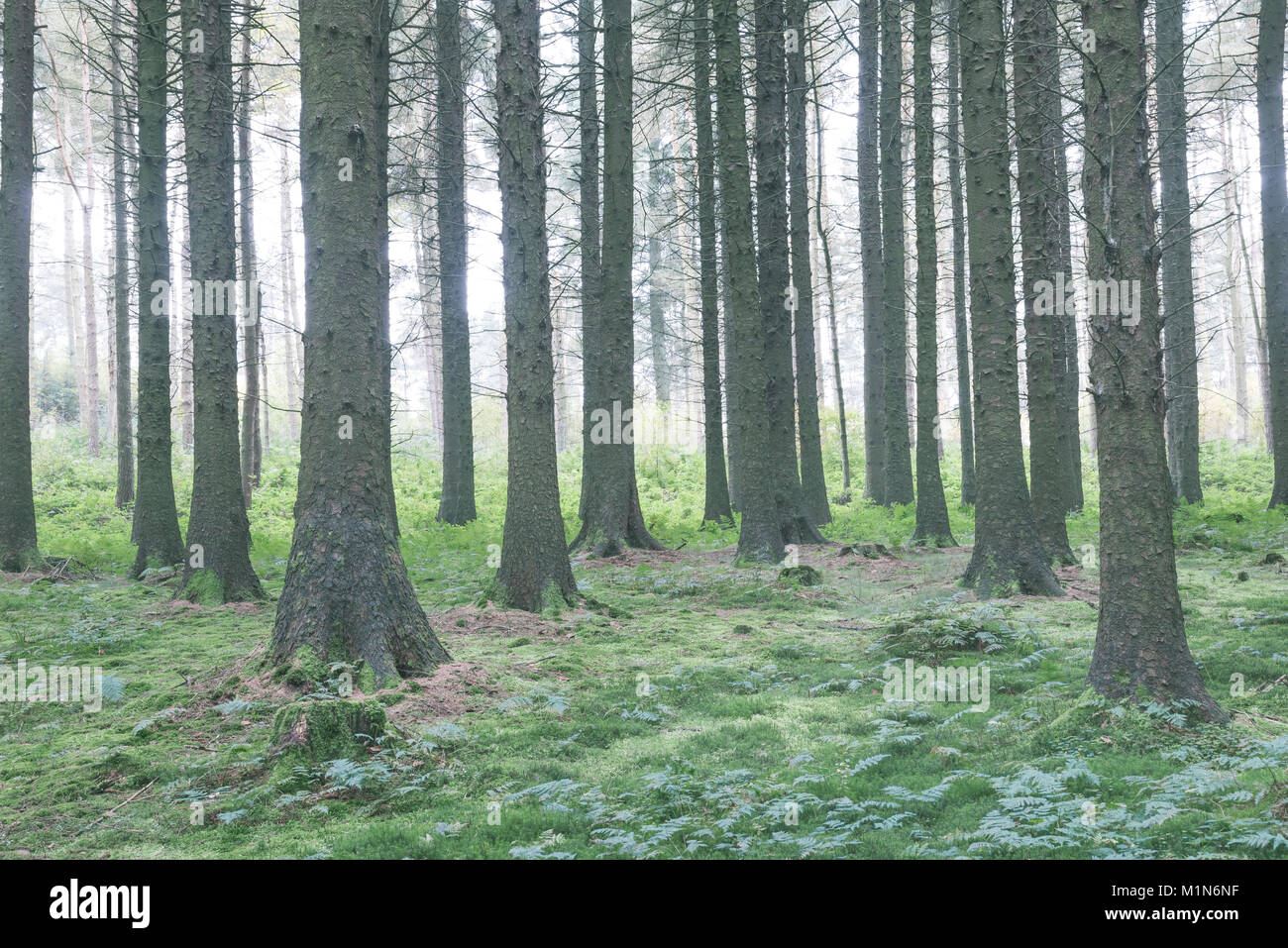 Forest above the Derwent valley in the Peak District national park ...