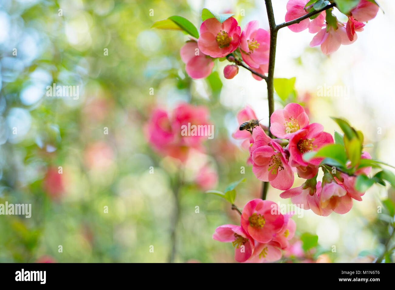 Flowering trees in spring Stock Photo - Alamy