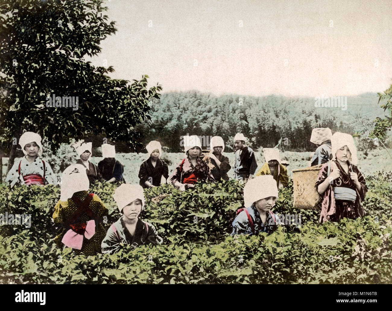 c.1880's Japan - women picking tea Stock Photo - Alamy