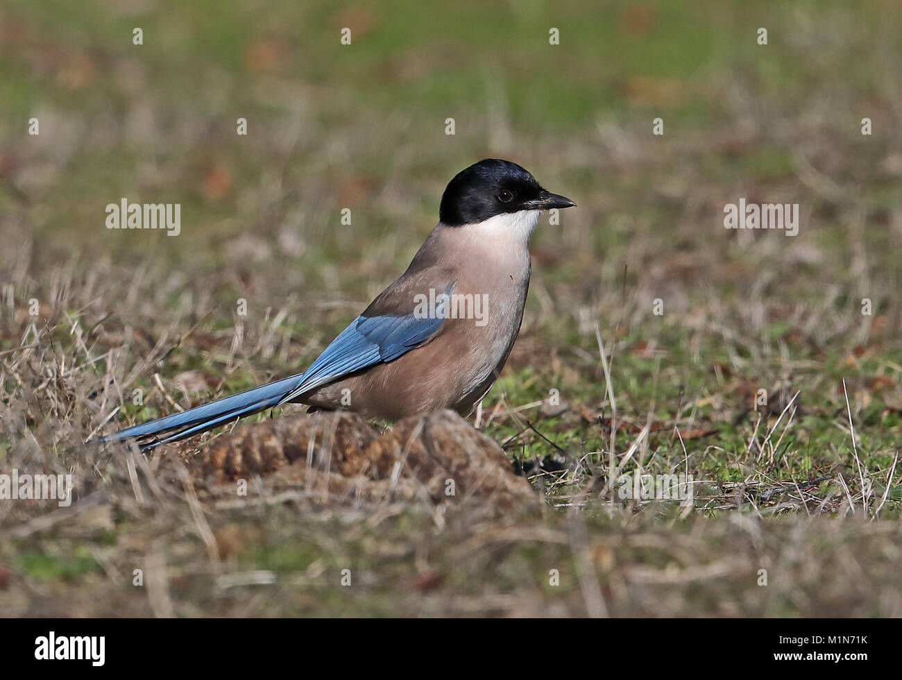 Iberian Azure-winged Magpie (Cyanopica cooki) adult standing on ground ...