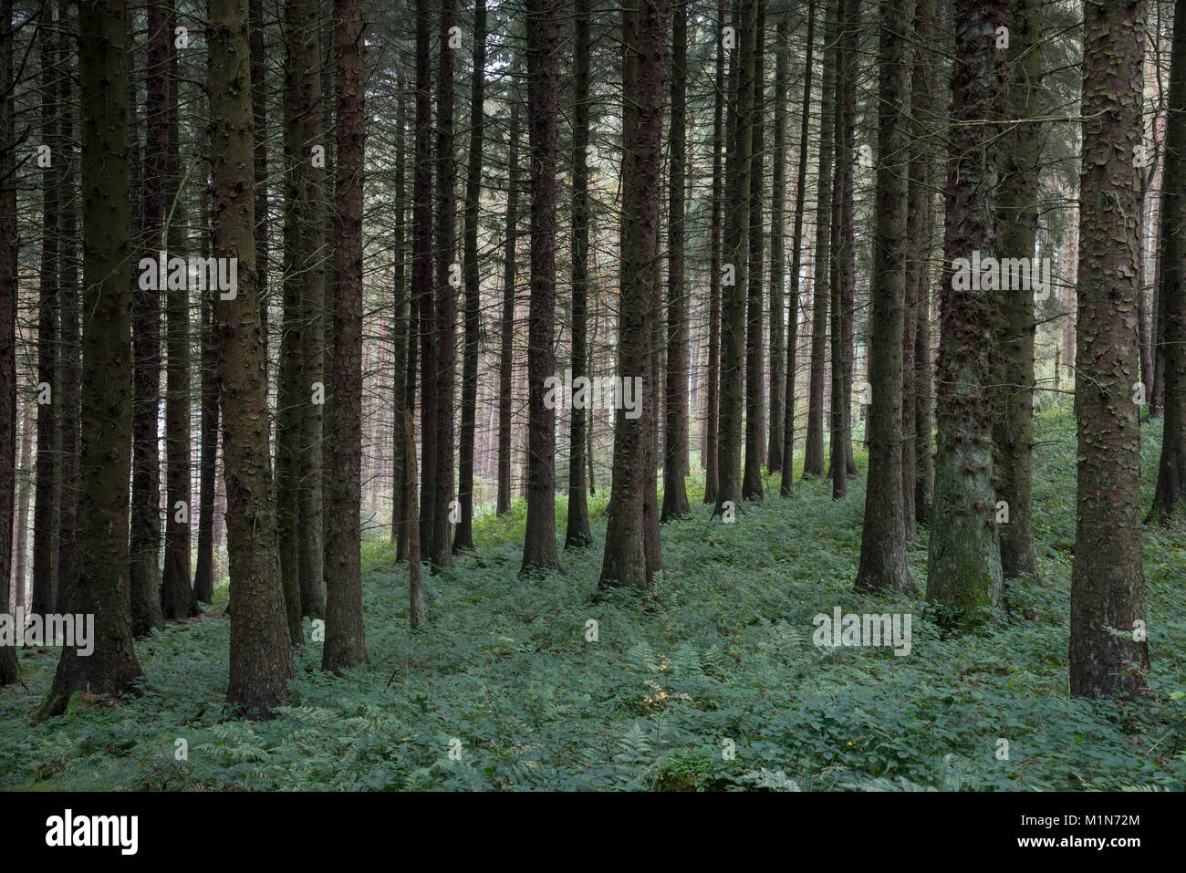 Forest trees dense walking hi-res stock photography and images - Alamy