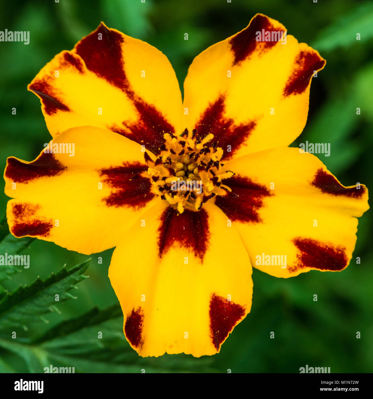 Marigold bloom hi-res stock photography and images - Alamy